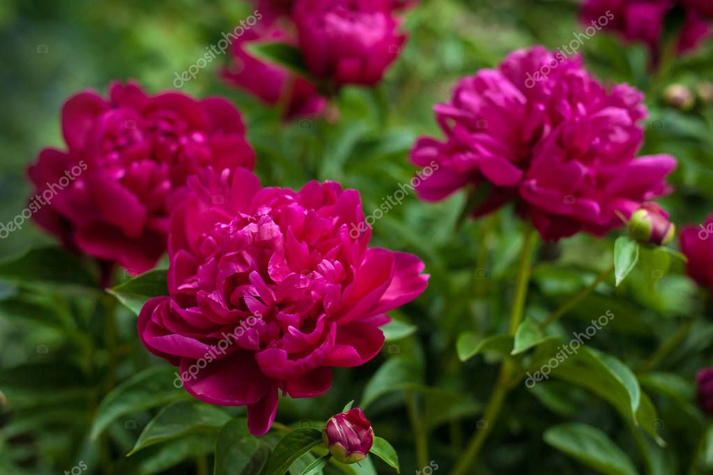 Peonías rojas en el jardín. Peonía roja floreciente. 2024
