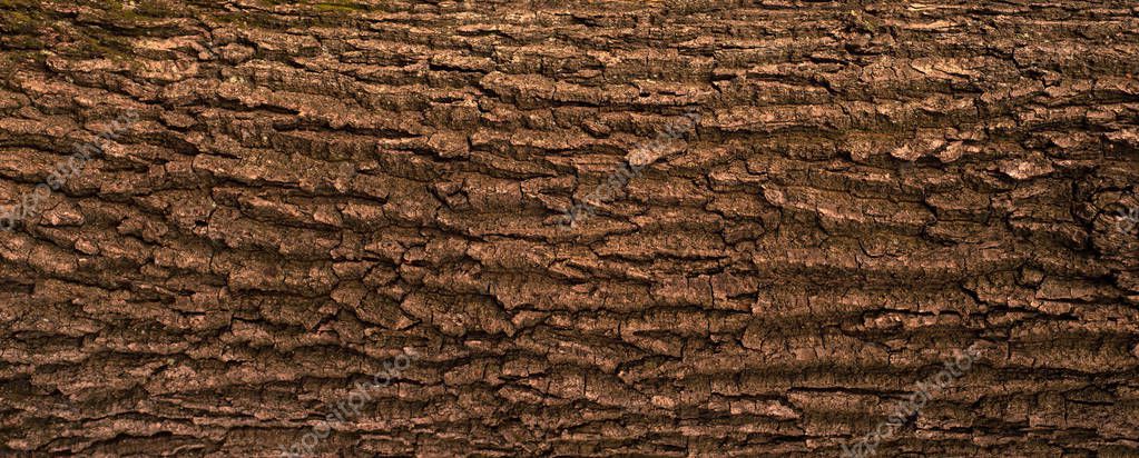 Relieve la textura de la corteza marrón de un árbol con musgo verde en ...