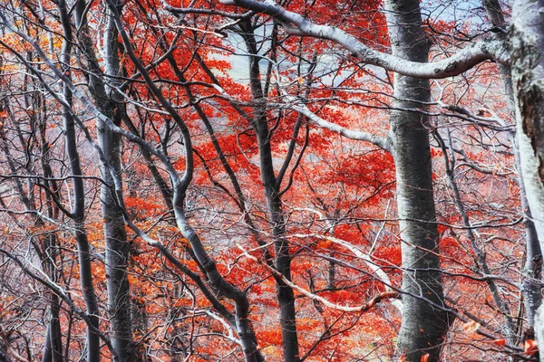 The dramatic scene. October. The magical combination of flowers, frost ...