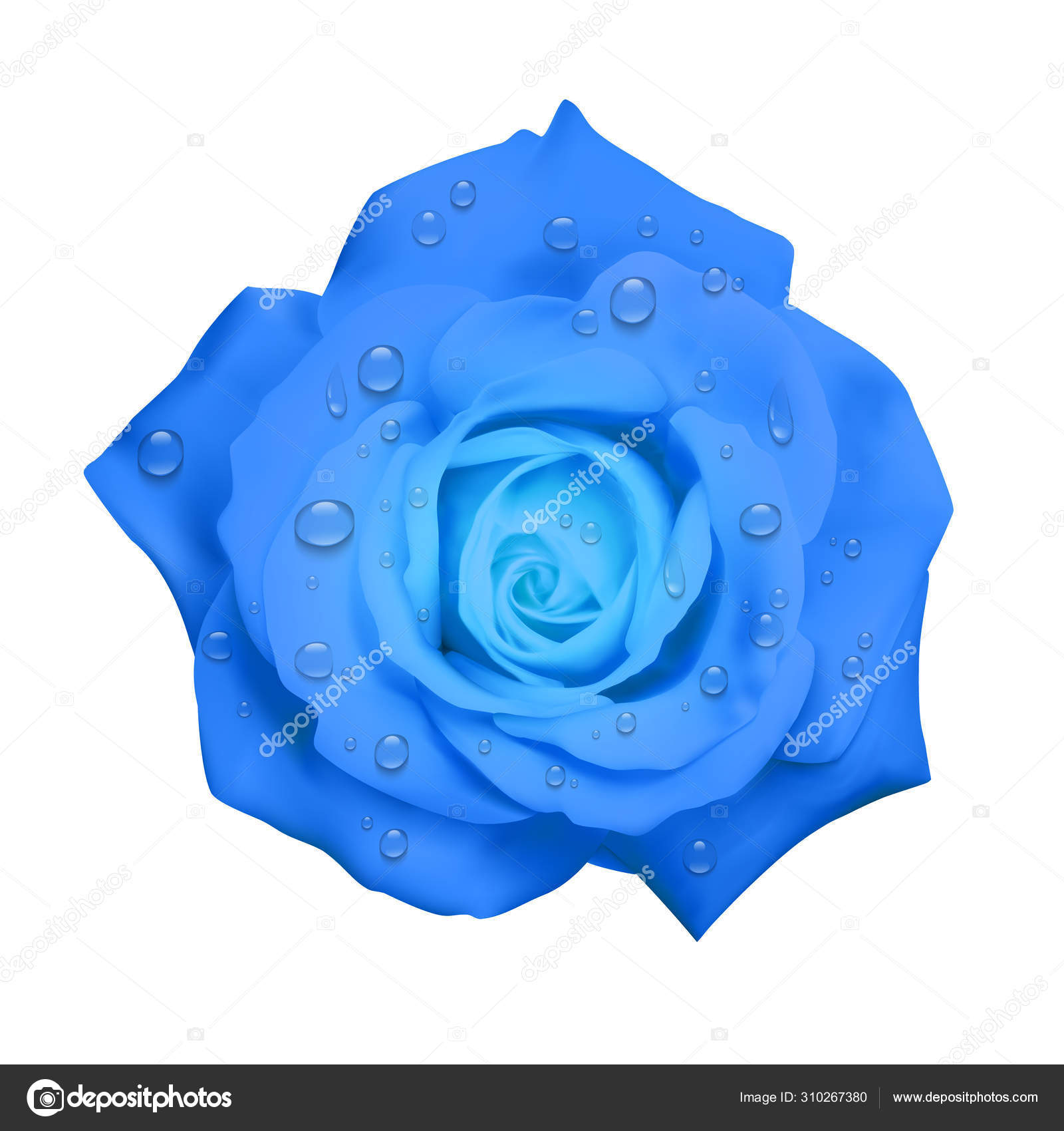 Realistic blue rose with water drops isolated on white background, can ...