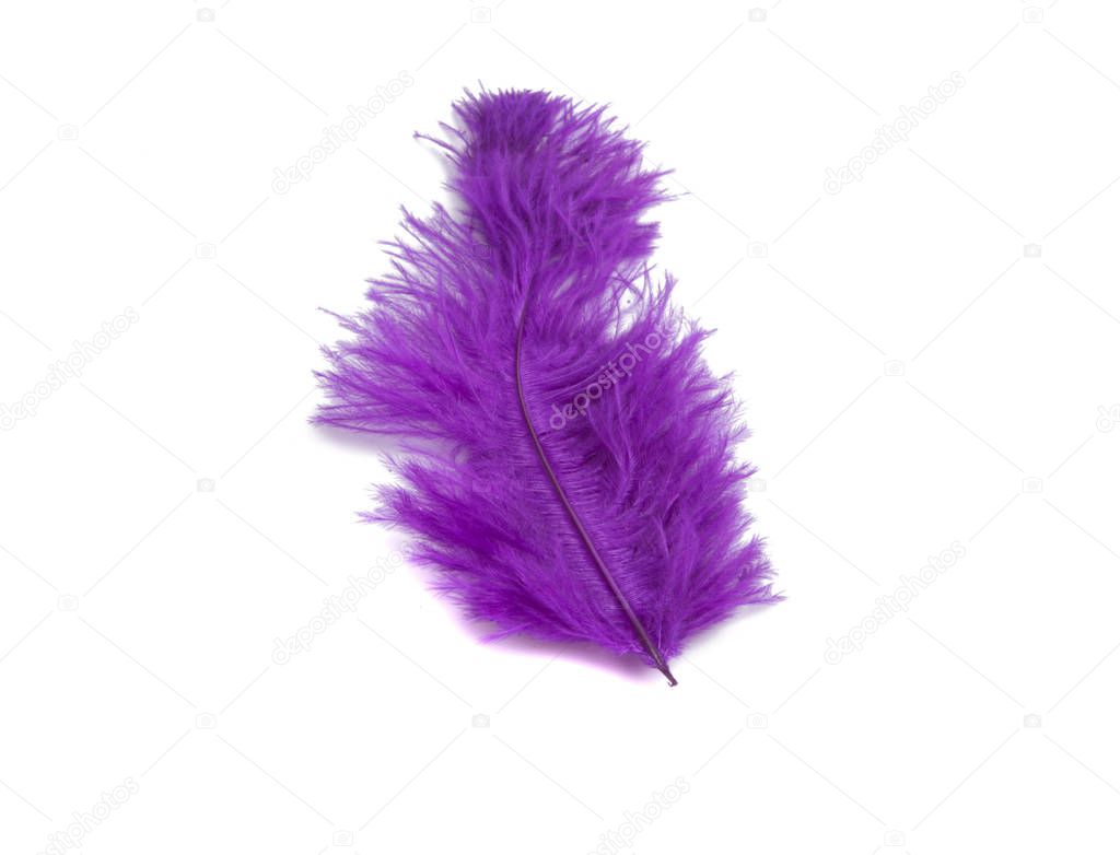 pluma esponjosa en color púrpura aislado en el blanco 2024