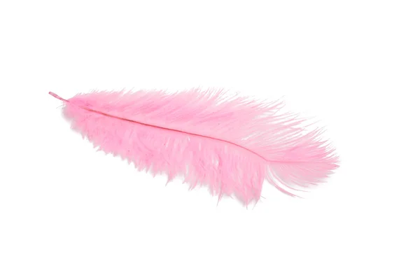 Pink feather Stock Photos, Royalty Free Pink feather Images | Depositphotos