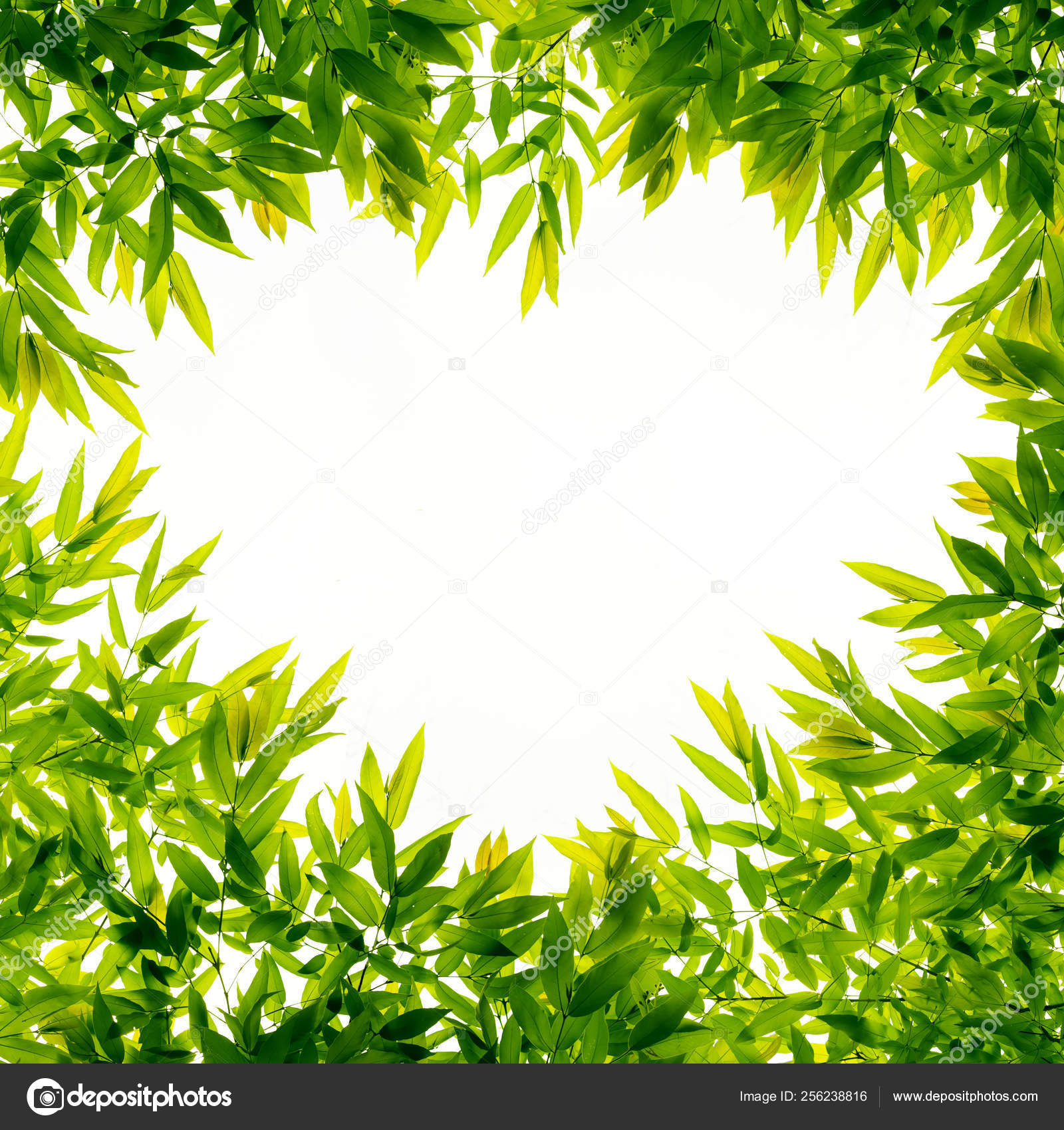 Green Leaf Border Line