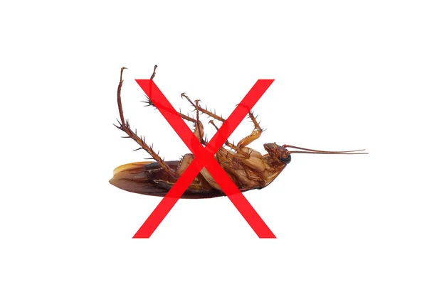 Anti cockroach revolution Stock Photos, Royalty Free Anti cockroach ...