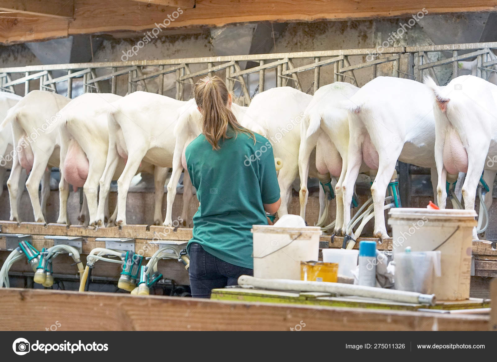 Milking Parlour For Goats