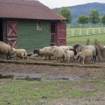 Fluffy Cute Sheep Walking Hide Old Wooden Farm House Cote Stock Photo ...