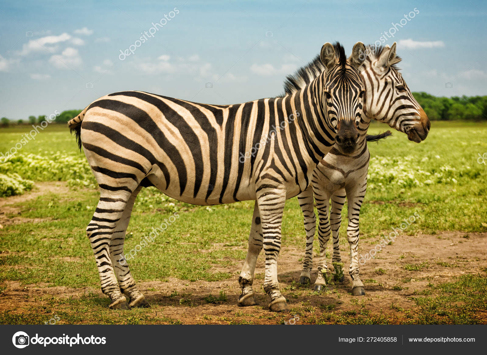 Two beautiful zebras in wild steppe — Stock Photo © viktoriya89 #272405858