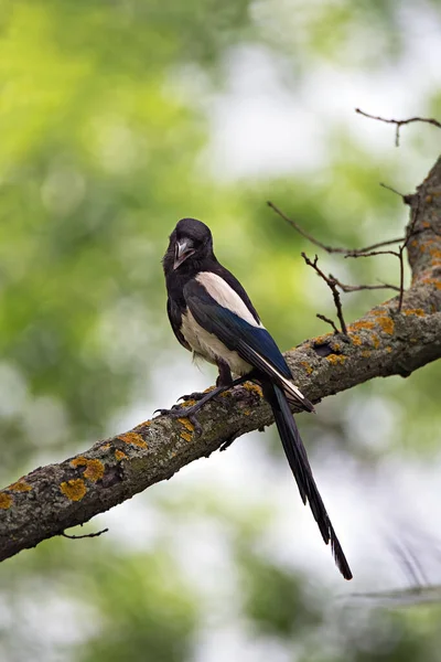 Black White Bird Magpie Pica Pica Sitting Tree Branch Blue Stock Photo ...