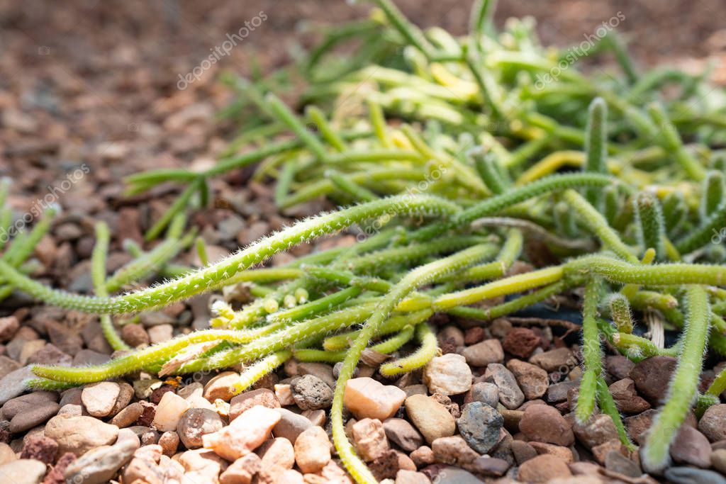 Vista de cerca de una Rhipsalis baccifera o ramas y espinas de cactus ...