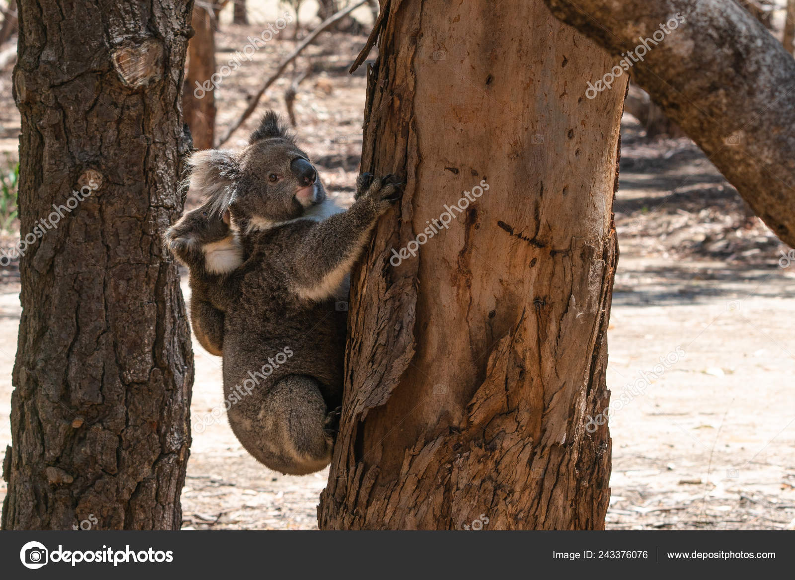 Wild Koalas Eucalyptus Tree Trunk Mother Carrying Her Baby Koala ...