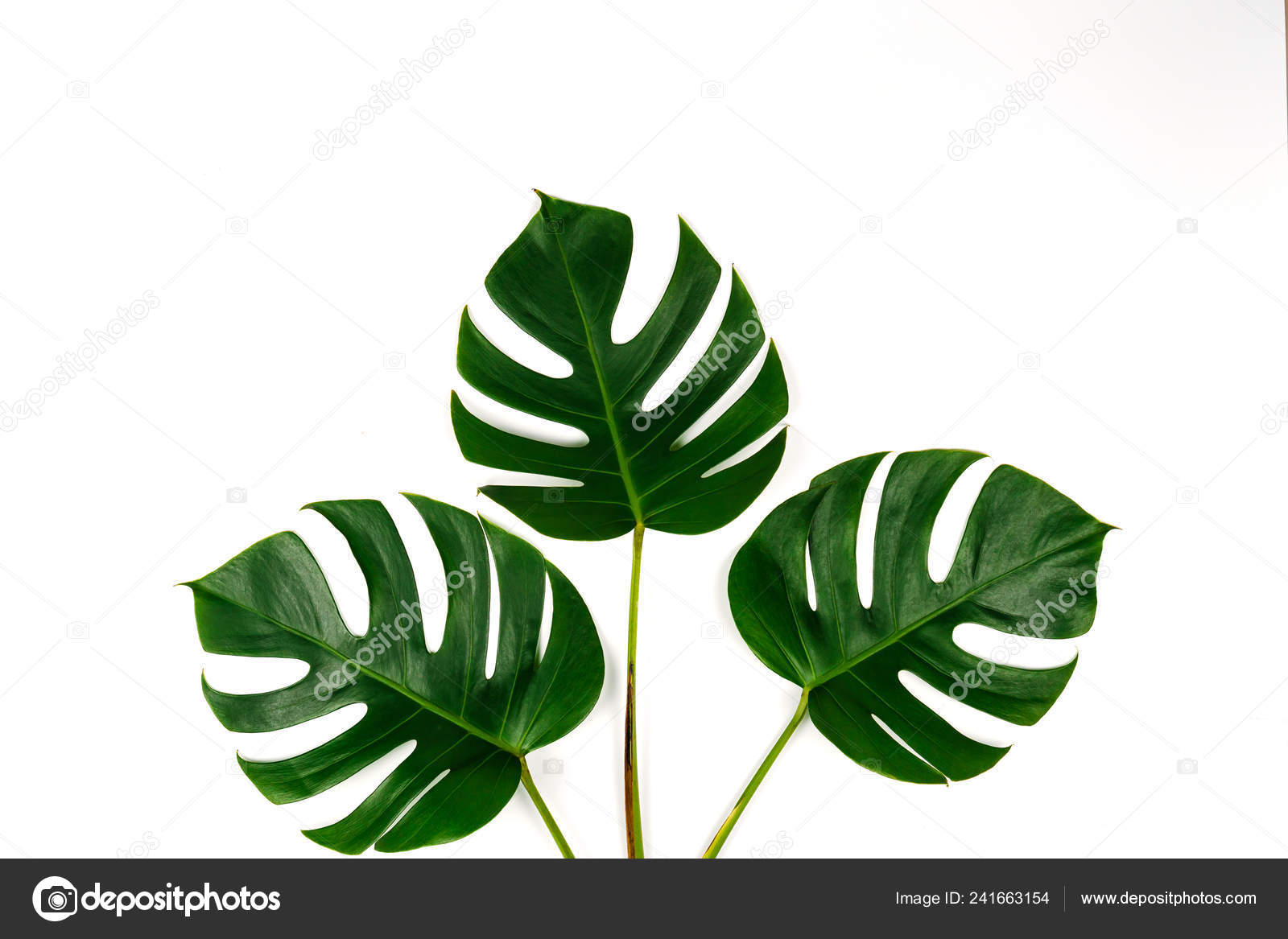Feuille Verte Monstera Isolée Sur Fond Blanc Dans Style Plat — Photo de ...