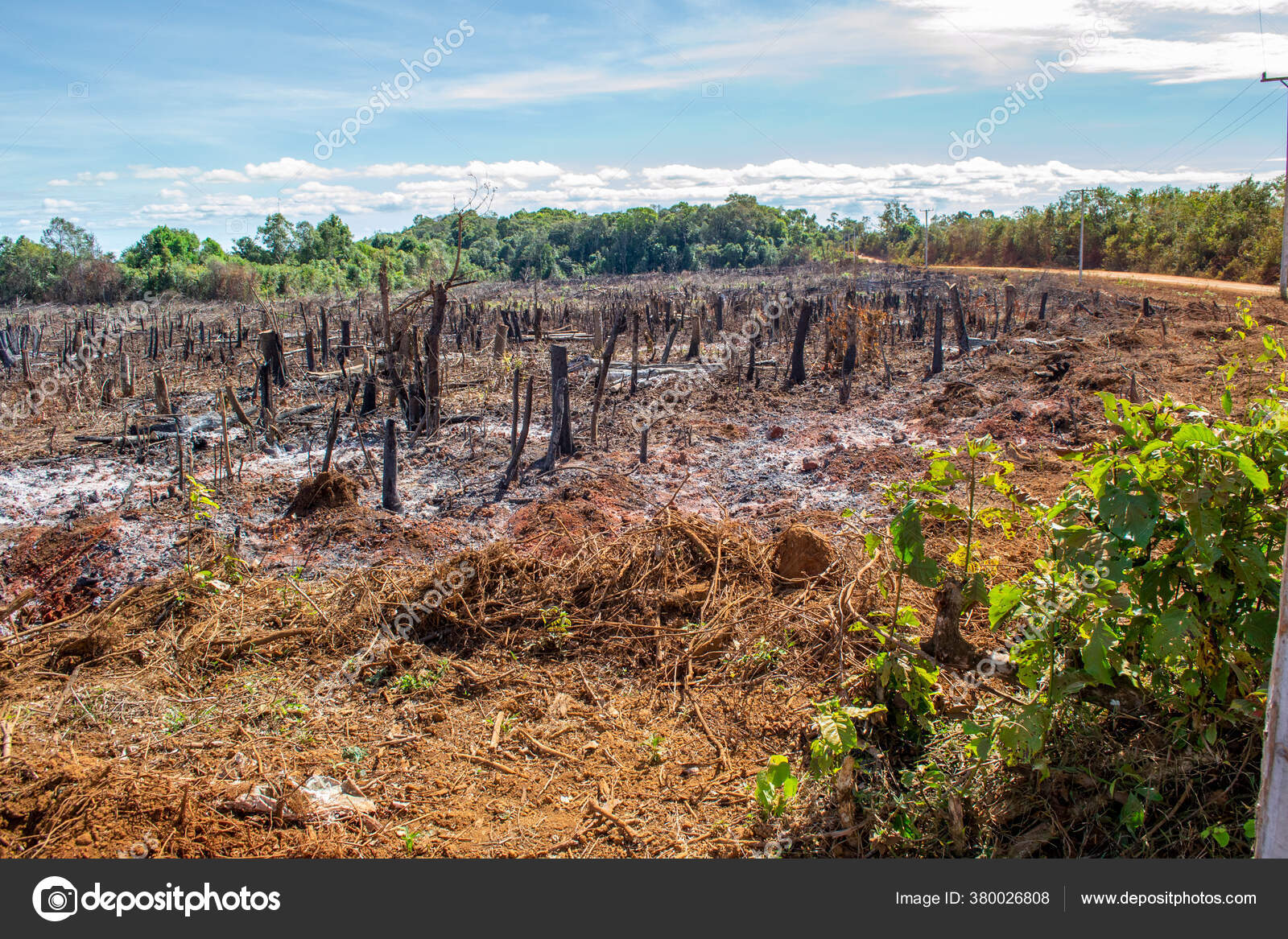 Burnt Down Trees
