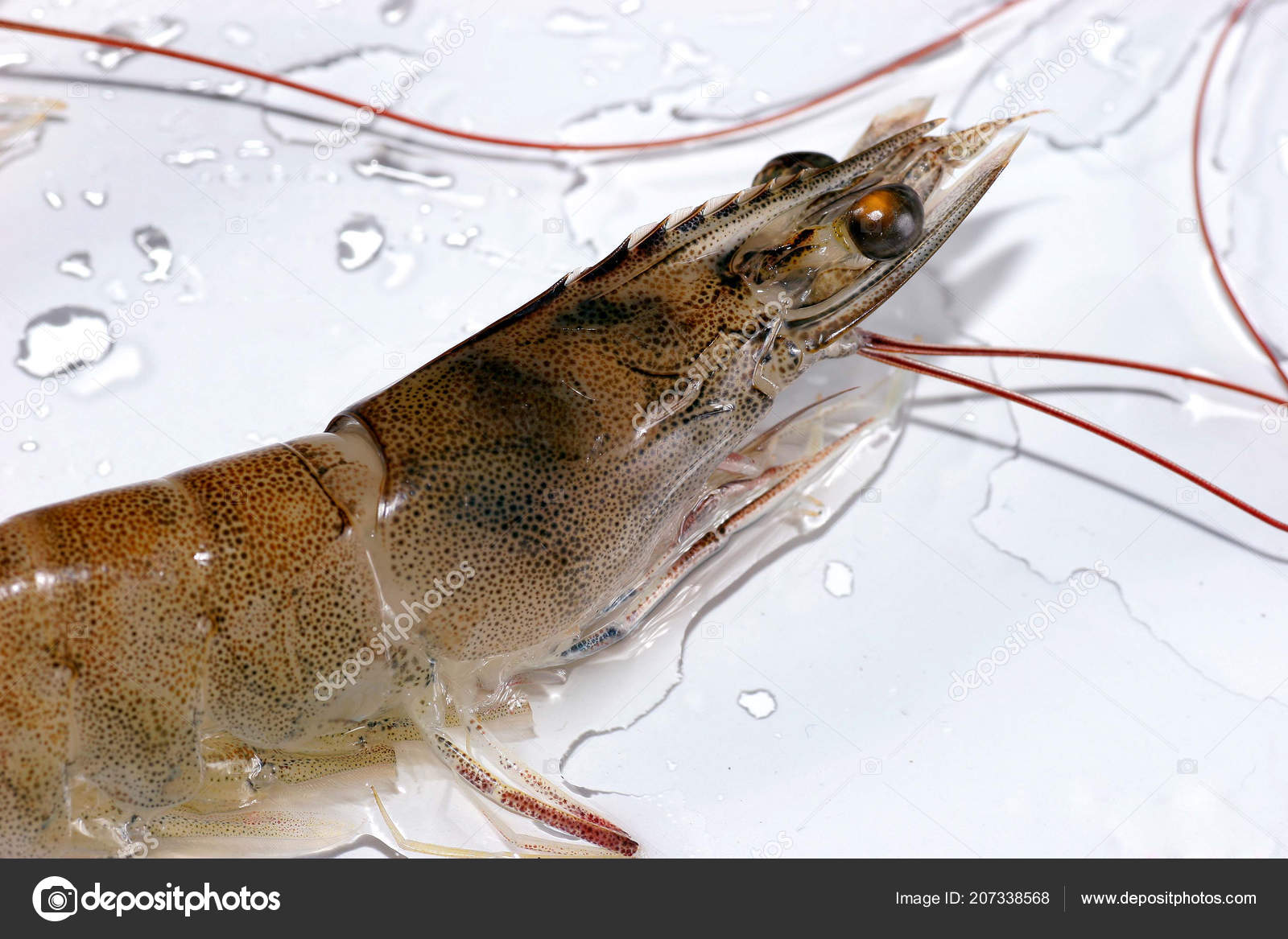 Fresh Shrimp Background Stock Photo by ©312010 207338568