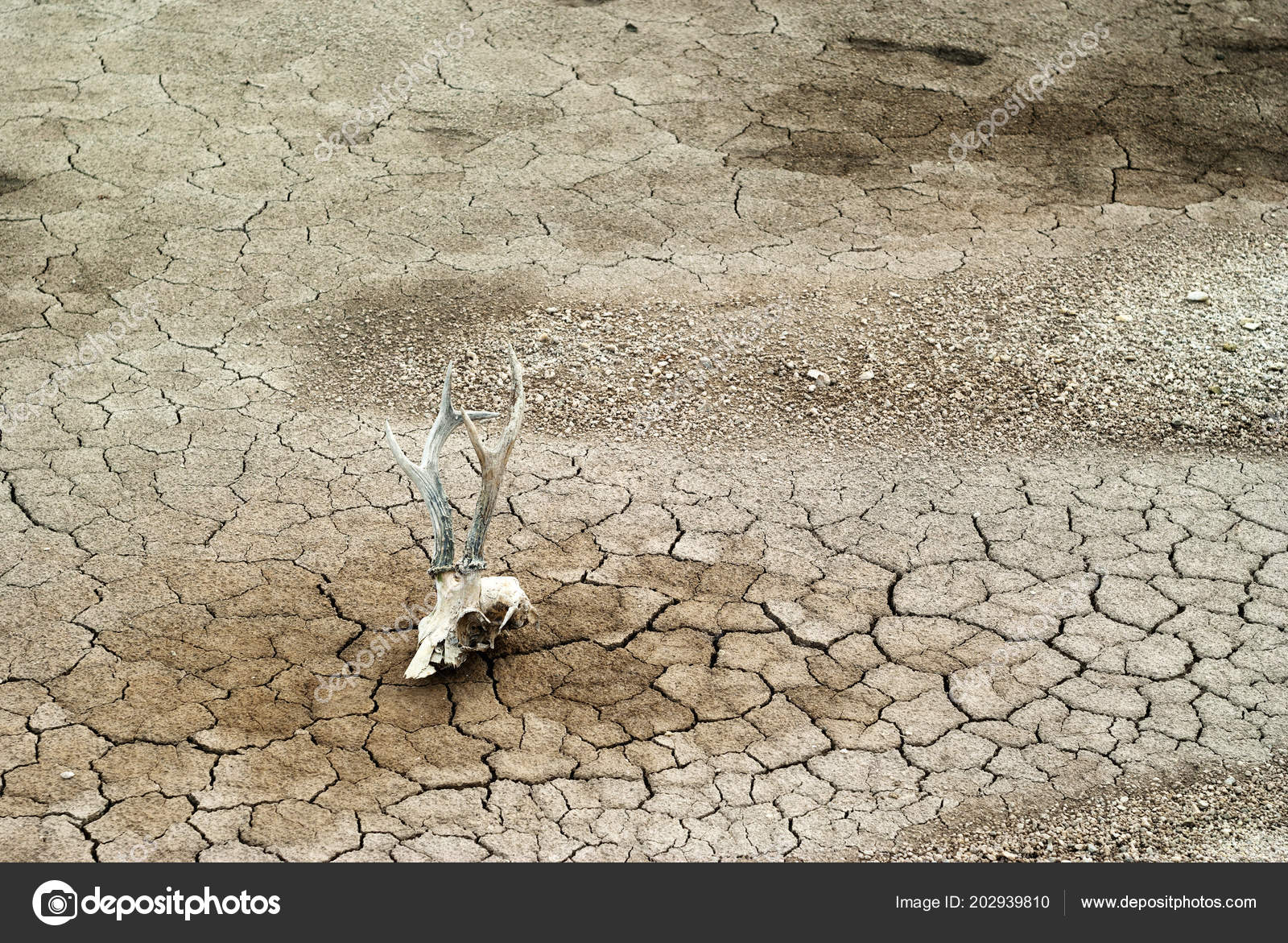 Animals In Dry Soil