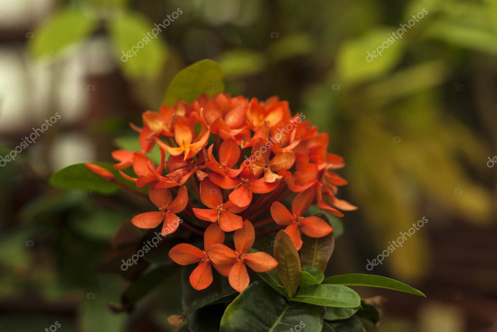 inflorescencia roja brillante de Ixora (también conocido como geranio ...