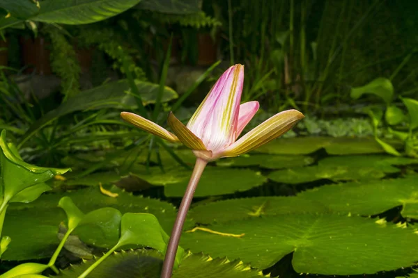 Plomilla de loto Stock Photos, Royalty Free Plomilla de loto Images ...