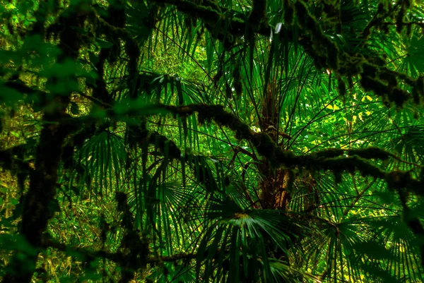 Rainforest Canopy Background