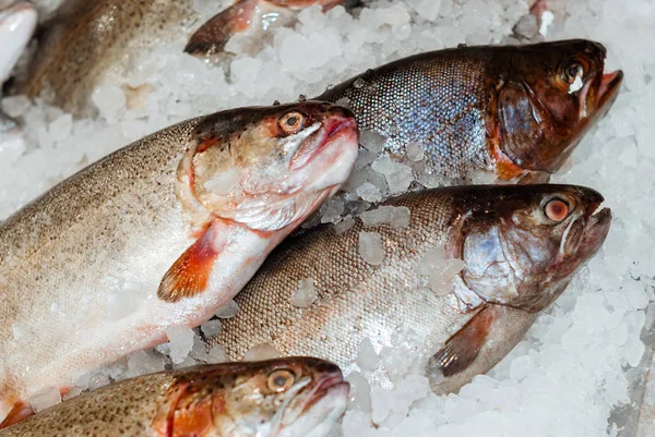 fresh fish in the snow on the shop counter - Stock Image - Everypixel