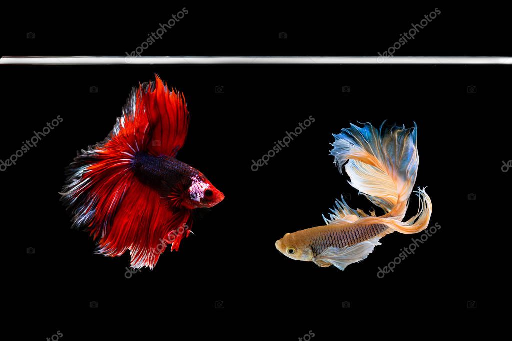 Media luna betta hermosos peces. capturar el momento en movimiento ...