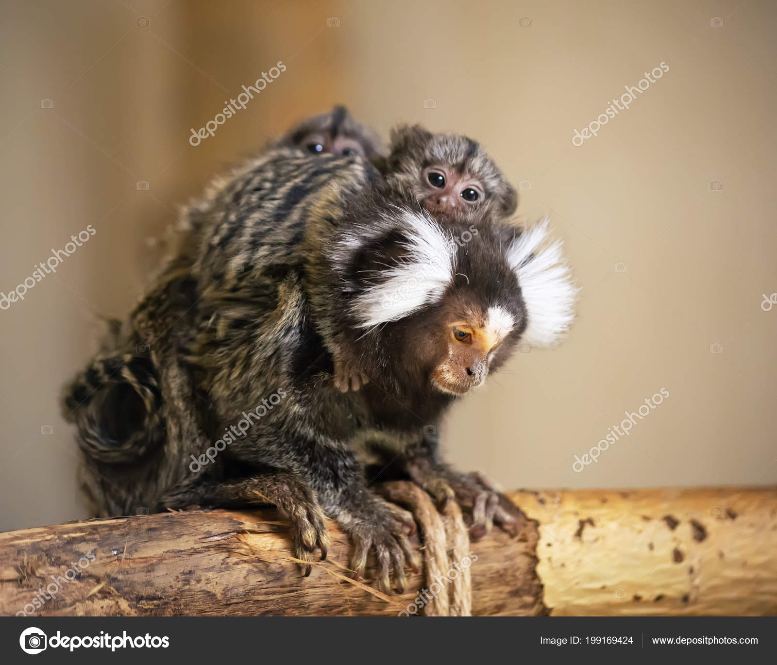 Baby Marmoset Monkey