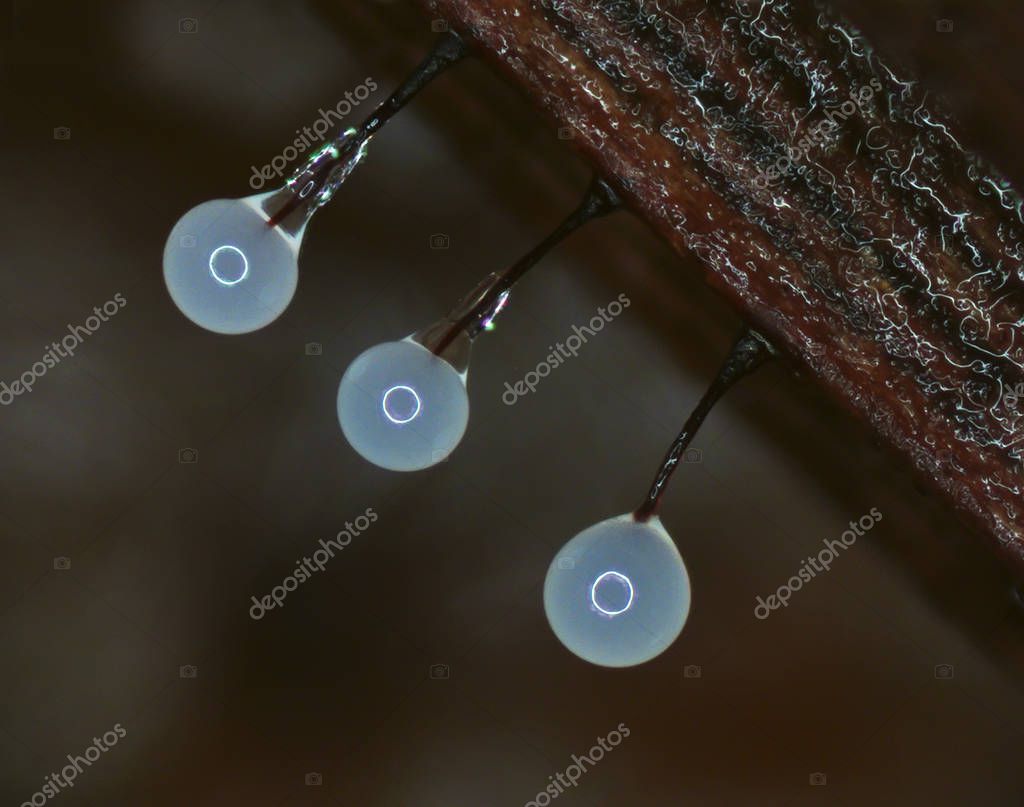 Cuerpos de fruta microscópicos de un molde de limo Protostelea 2024