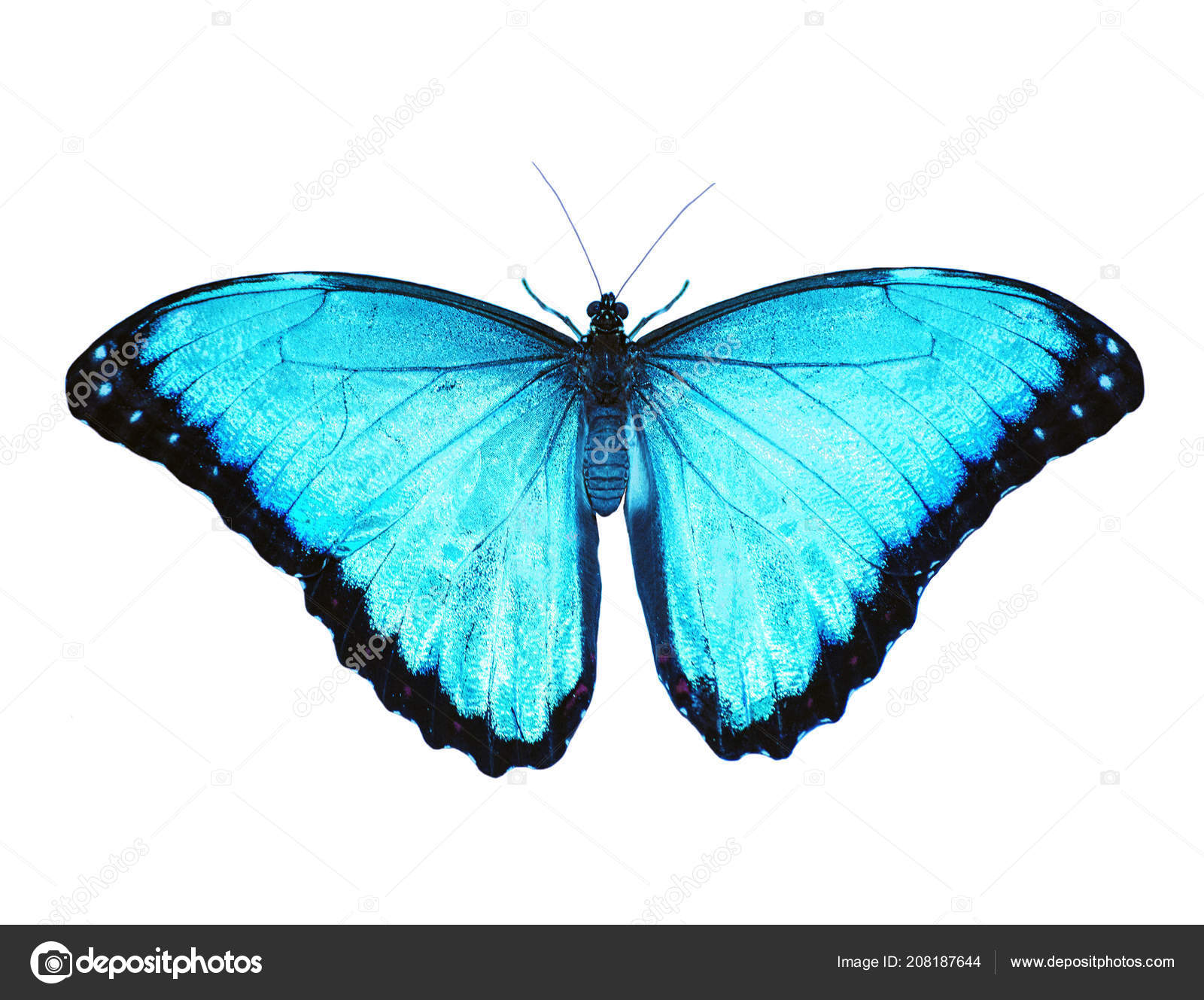 Blue morpho butterfly isolated on white background. Spread wings, color ...