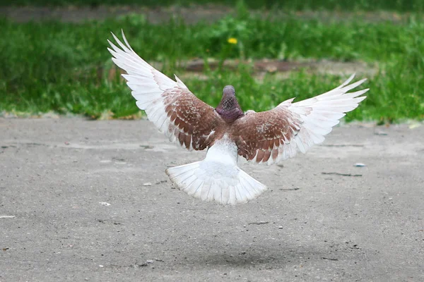 Flying Doves