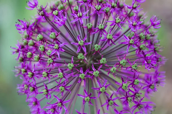 Fotos de Purple goatsbeard, Imagens de Purple goatsbeard sem royalties ...