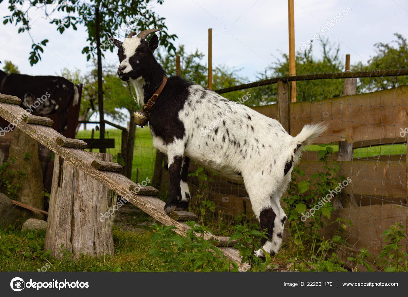 Allgau Goats Paddock South Germany Bavaria Rural Countryside — Stock ...