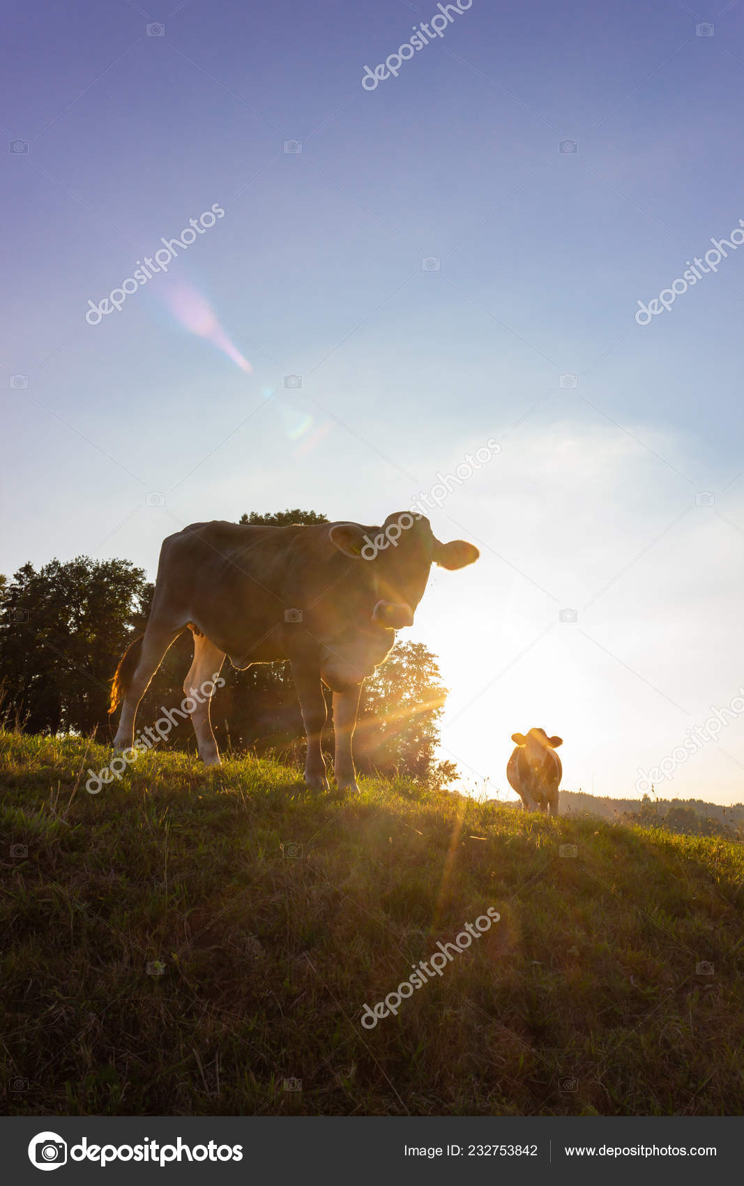 Allgau Cows Sunset Beams Bavaria Countryside Summer Warm Evening Stock ...