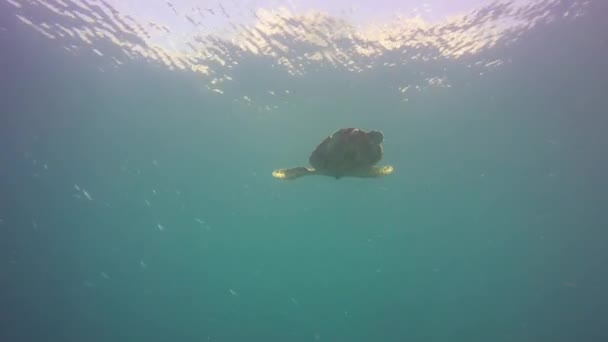 Scuba diving. Underwater exotic tropical seascape. Sea Turtle under ...