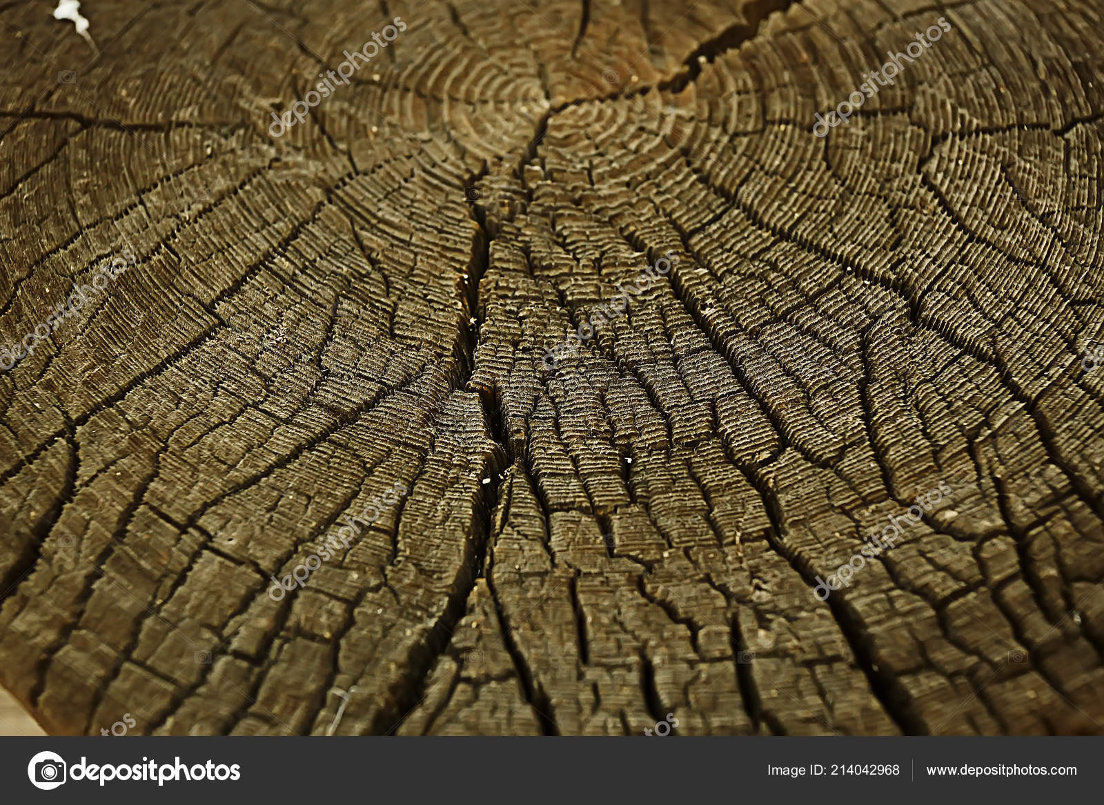 Texture Tree Slab Annual Rings Stock Photo by ©xload 214042968
