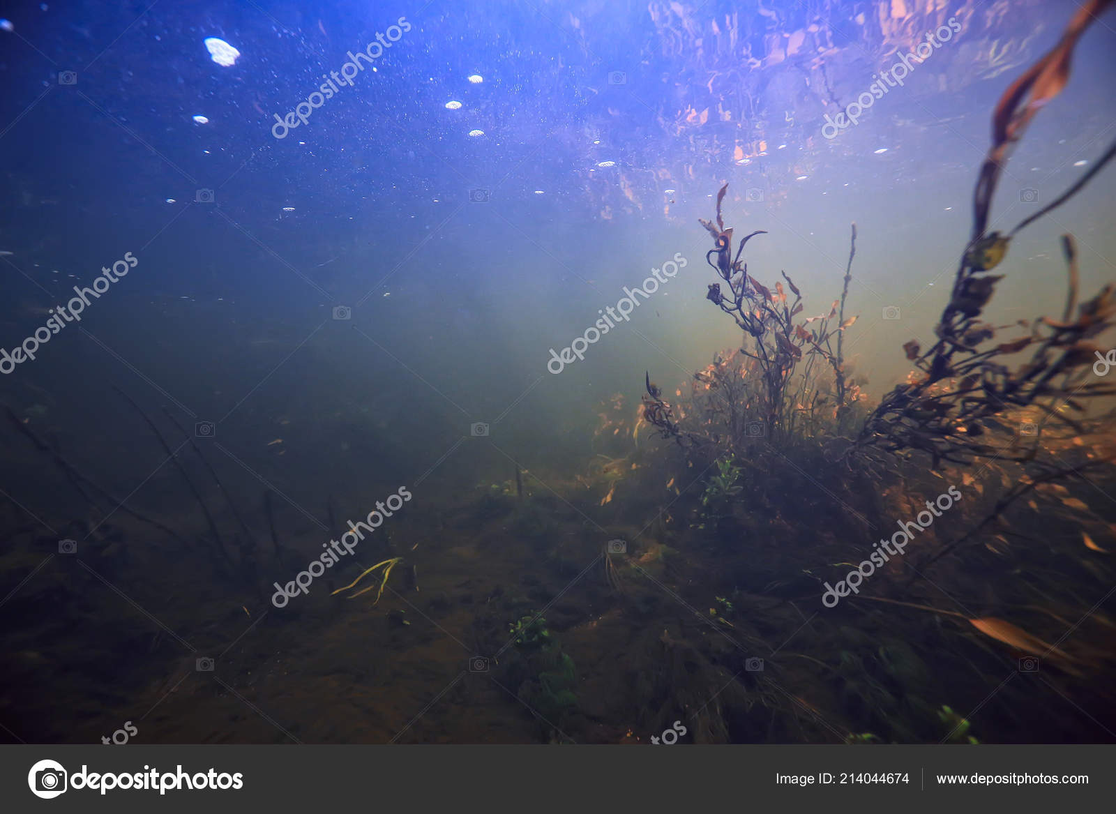Algae Ocean Underwater Photo Landscape Ecosystem Ocean Green Algae ...