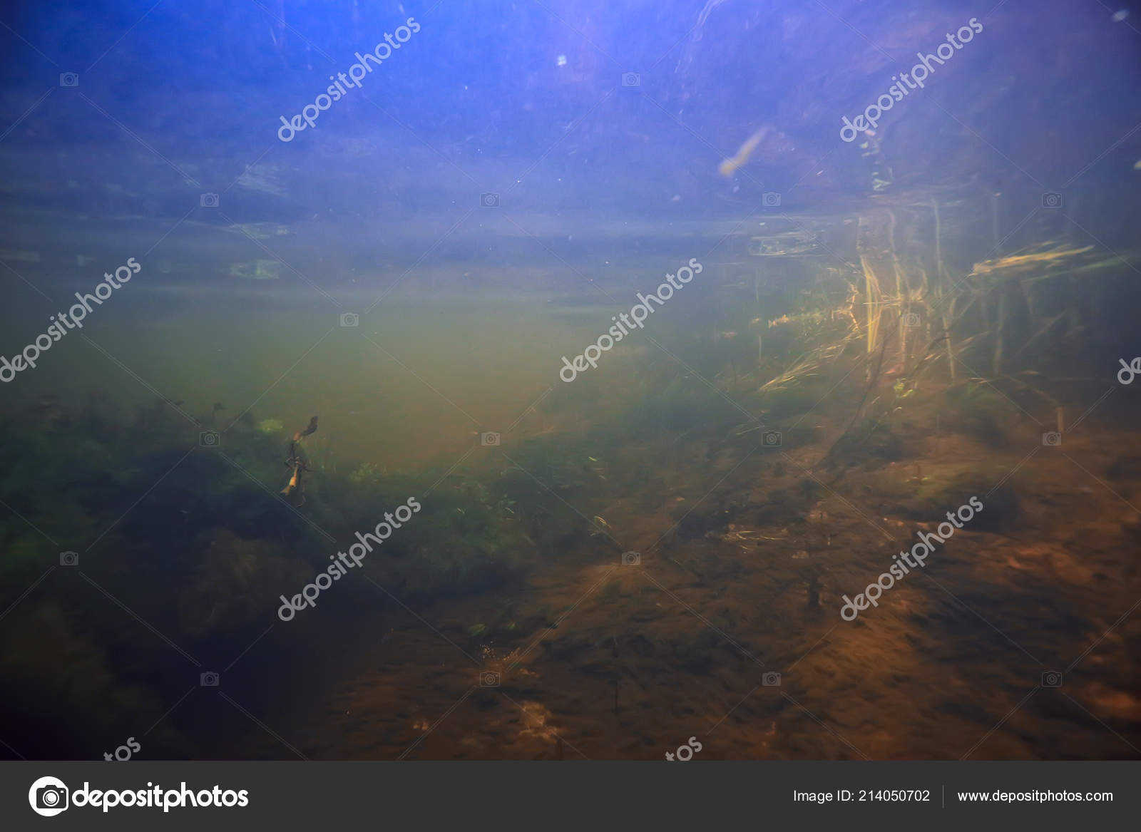 Underwater Landscape Transparent Lake Fresh Water Ecosystem Unusual ...