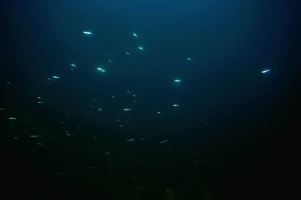 Underwater partition Stock Photos, Royalty Free Underwater partition ...