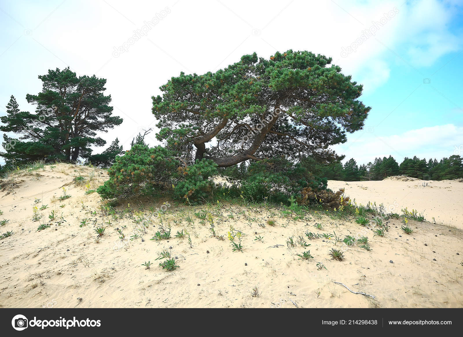 Beautiful Pine Forest Taiga Virgin Forest Summer Landscape Background ...