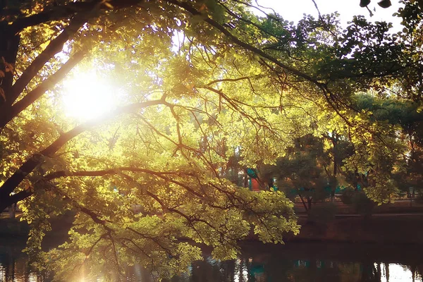 beautiful landscape of Indian summer, yellow forest trees and sun rays ...