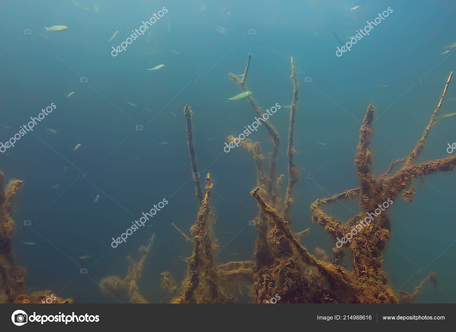 Underwater View Fish Mangrove Forest Stock Photo by ©xload 214988616