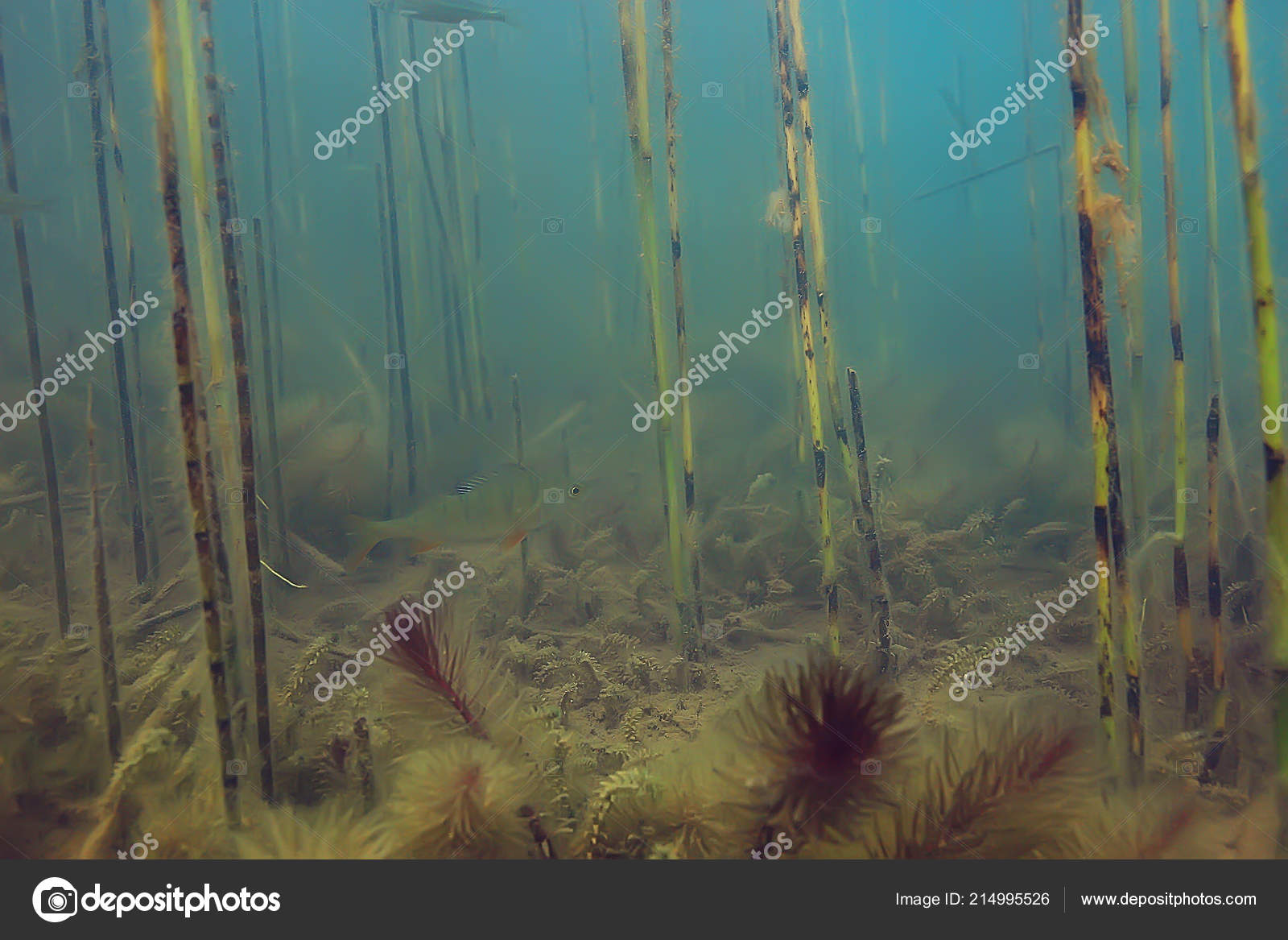 Underwater View Fish Mangrove Forest Stock Photo by ©xload 214995526