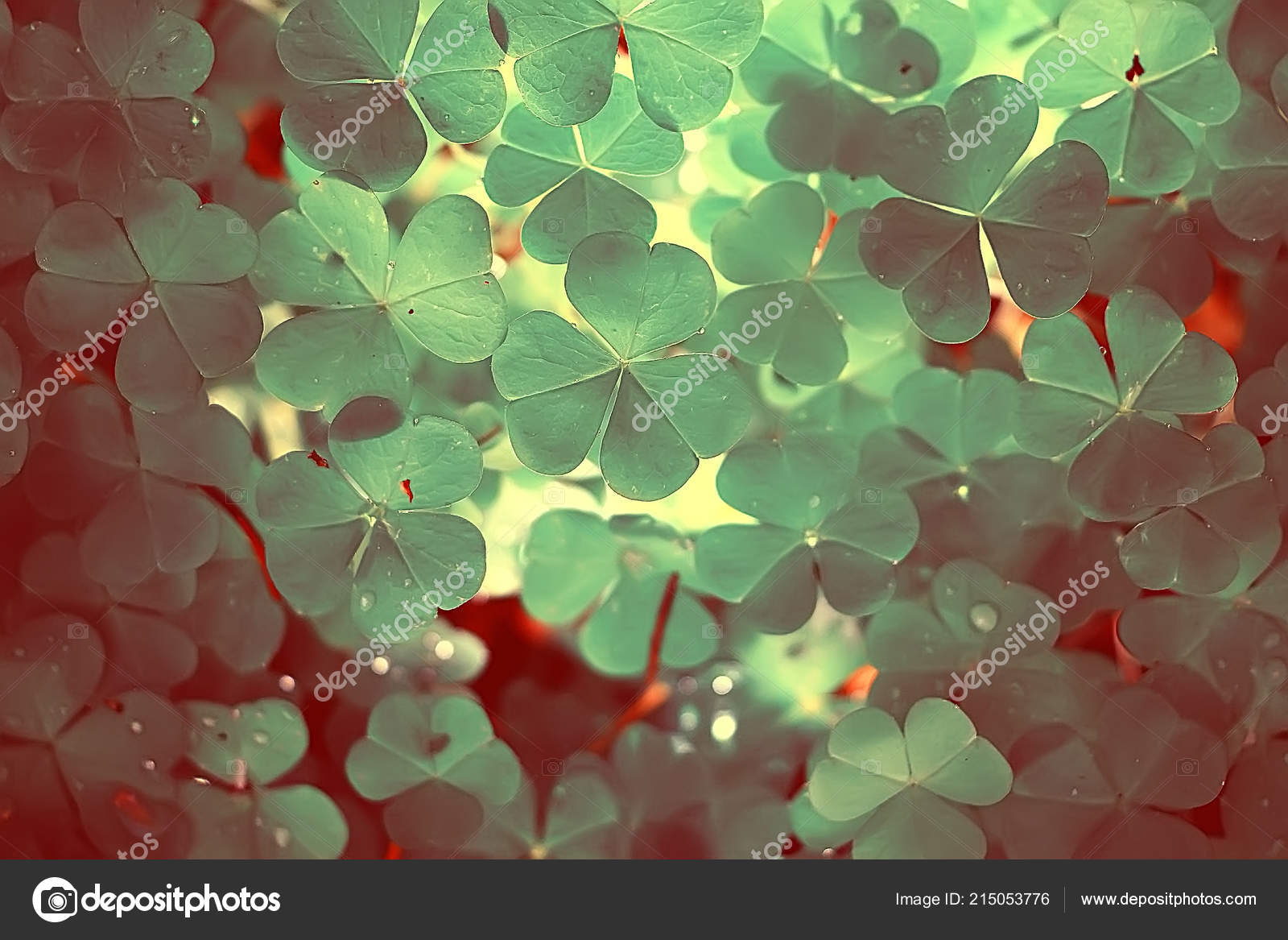 Background Brown Shamrock Nature Background Fresh Brown Juicy Color ...