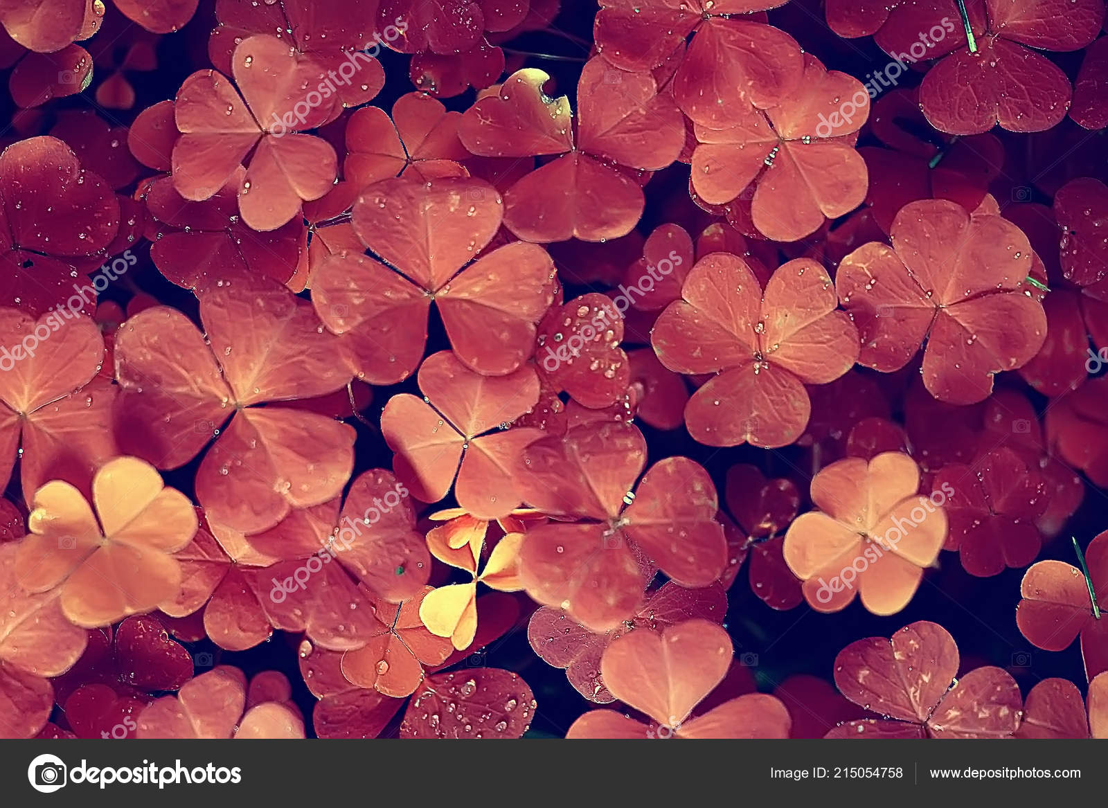 Background Brown Shamrock Nature Background Fresh Brown Juicy Color ...