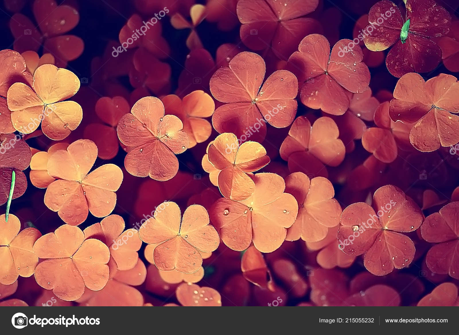 Background Brown Shamrock Nature Background Fresh Brown Juicy Color ...