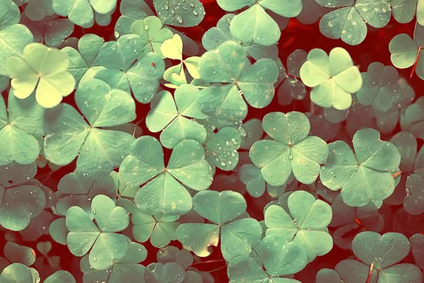 Background Brown Shamrock Nature Background Fresh Brown Juicy Color ...