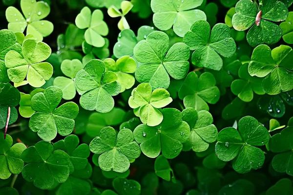 Real Irish Shamrock