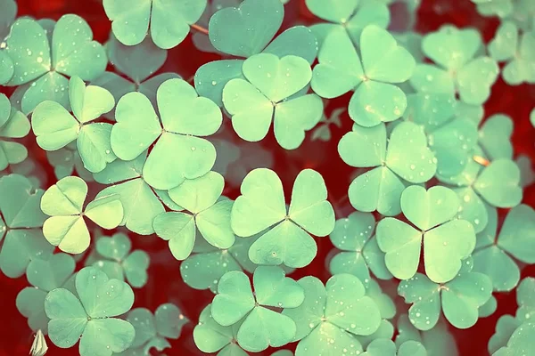 Background Green Shamrock Nature Background Fresh Green Juicy Color ...