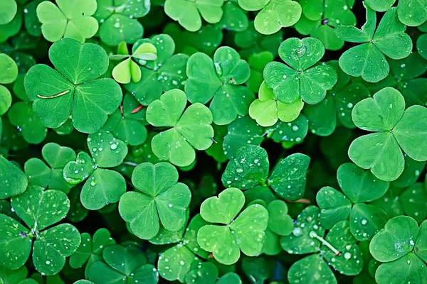 Shamrock plant Stock Photos, Royalty Free Shamrock plant Images ...