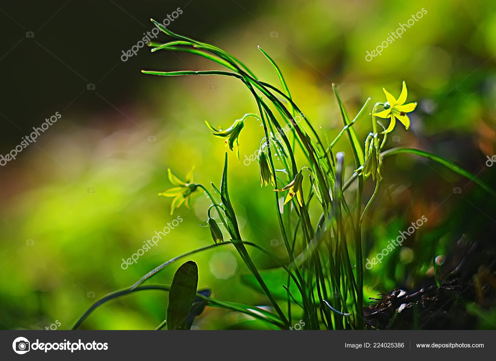 Spring Green Plants Background Beautiful Nature — Stock Photo © xload ...