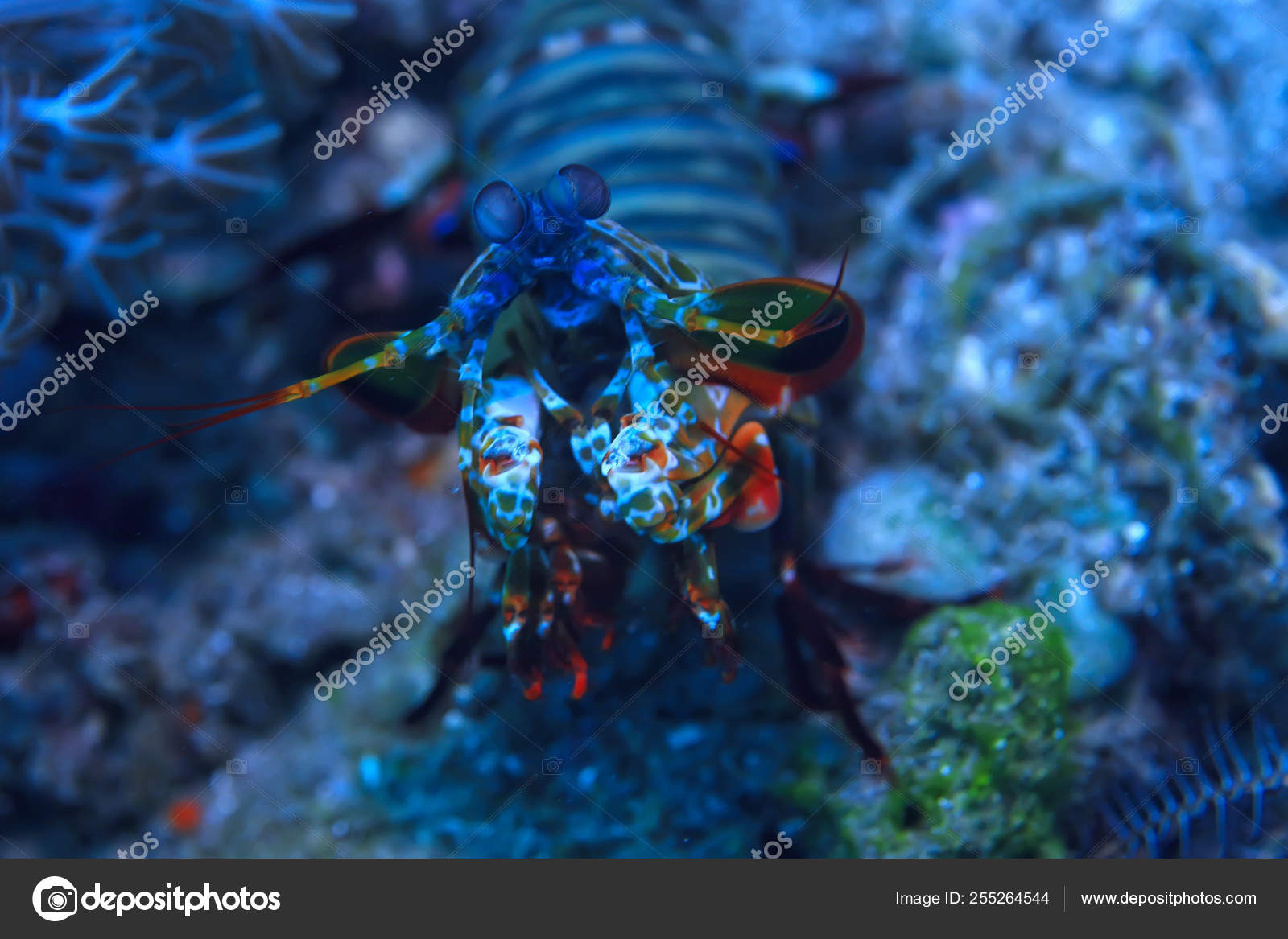 Shrimp Mantis Underwater Underwater Scene Coral Reef Tropical Sea ...