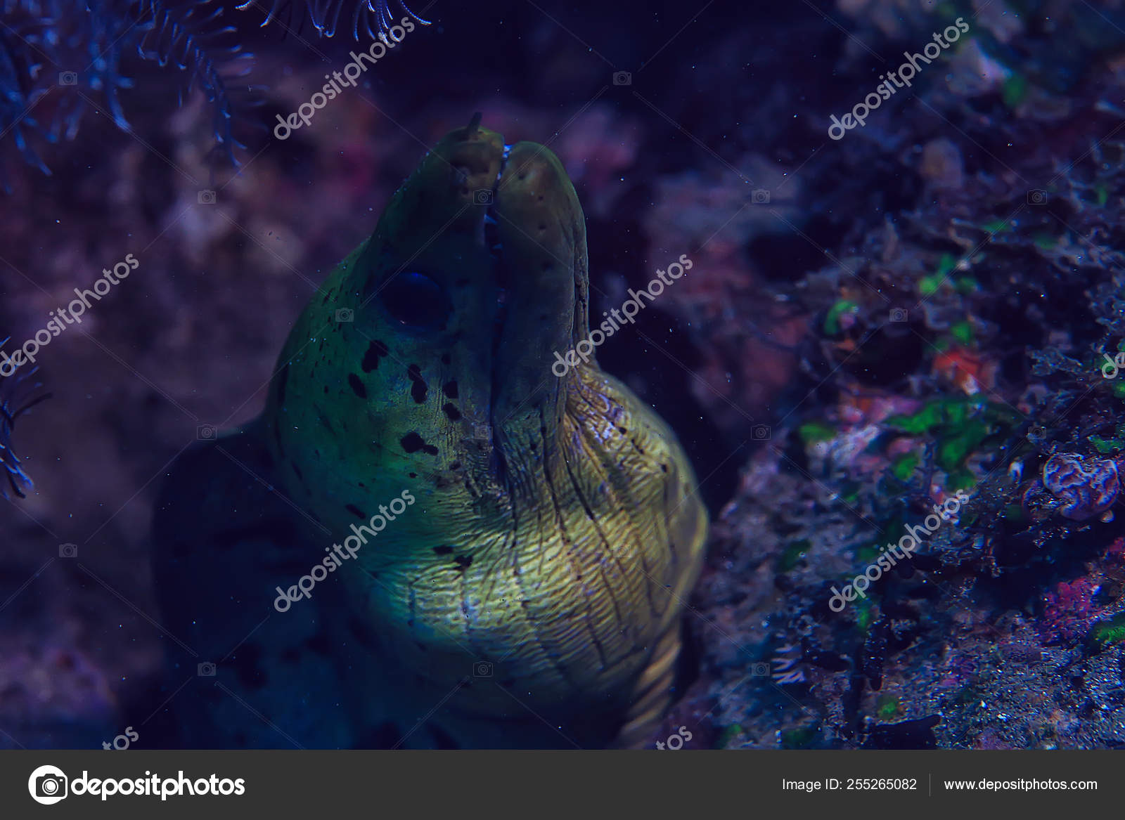 Moray Eel Water Beautiful Sea Underwater View — Stock Photo © xload ...