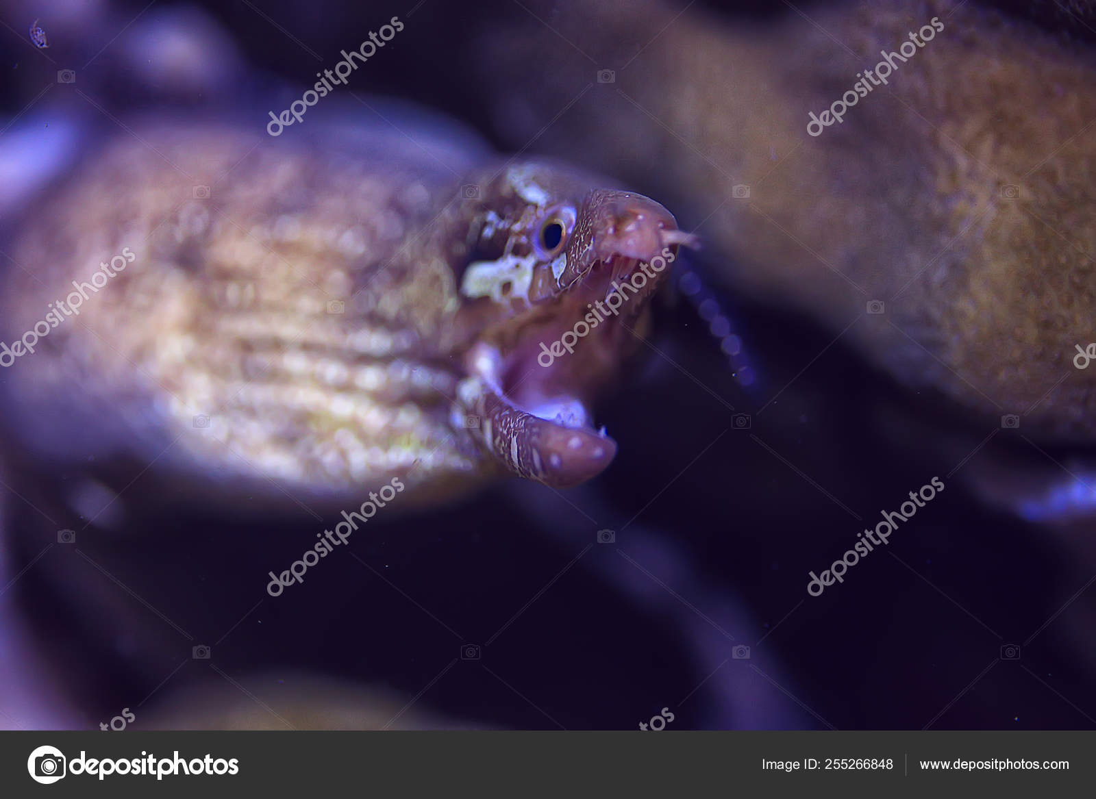 Moray Eel Water Beautiful Sea Underwater View — Stock Photo © xload ...